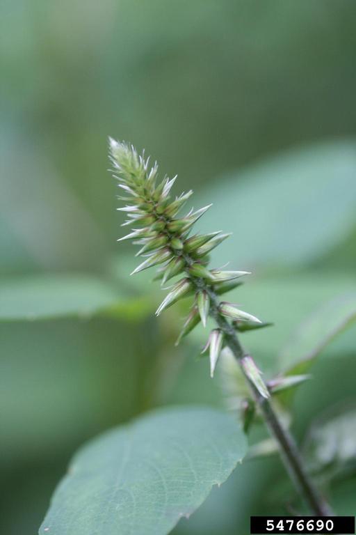 Japanese chaff flower (Achyranthes japonica (Miq.) Nakai)