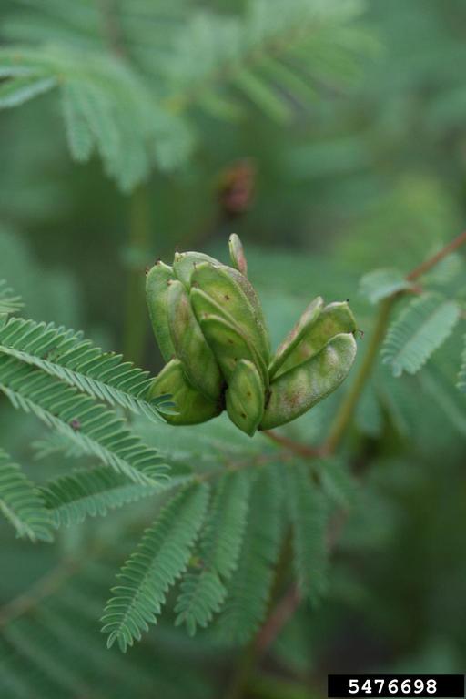 Illinois bundleflower (Desmanthus illinoensis (Michx.) MacM. ex B.L ...