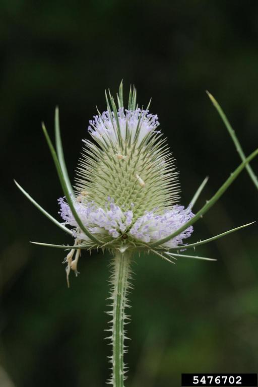 common teasel (Dipsacus fullonum L.)