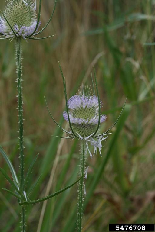 common teasel (Dipsacus fullonum L.)