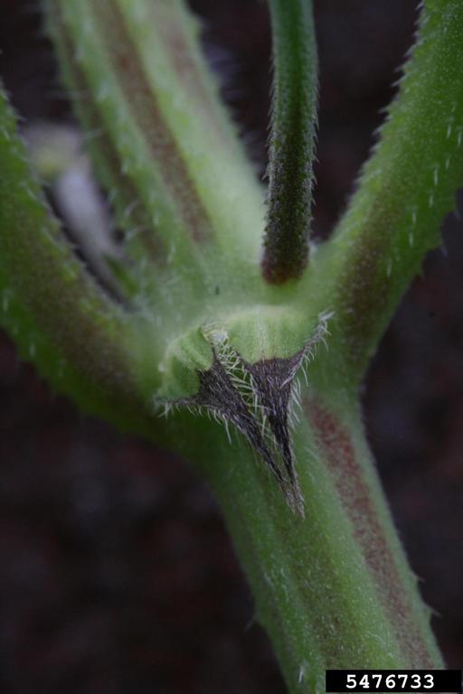 Japanese hop (Humulus japonicus)