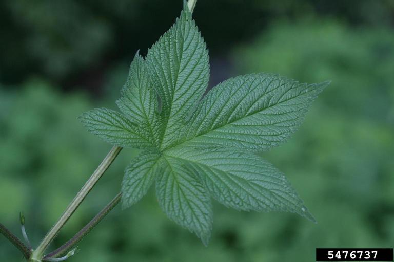 hooked hair hops (Humulus japonicus Siebold & Zucc.)