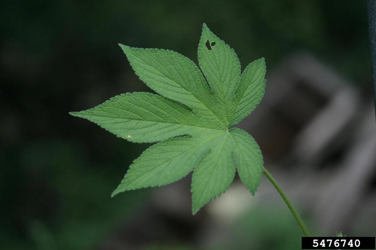 Japanese hop (Humulus japonicus)