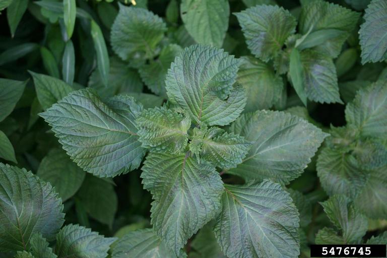 perilla mint (Perilla frutescens)