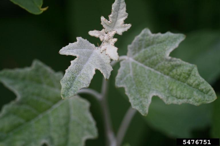white poplar (Populus alba)
