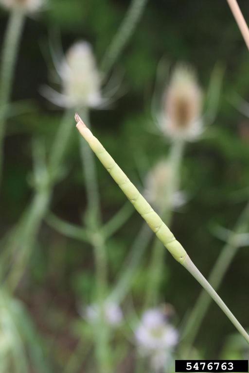 eastern gamagrass (Tripsacum dactyloides (L.) L.)