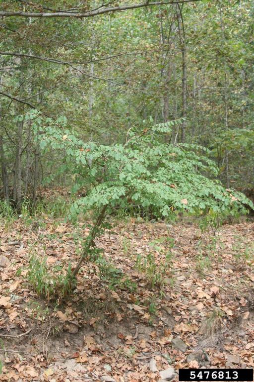 winged burning bush (Euonymus alatus (Thunb.) Sieb.)