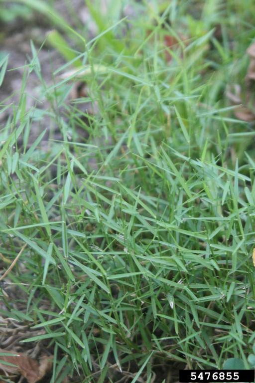 nimblewill (Muhlenbergia schreberi J.F. Gmel.)