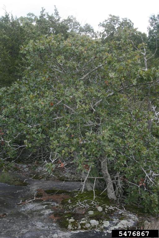 blackjack oak (Quercus marilandica)
