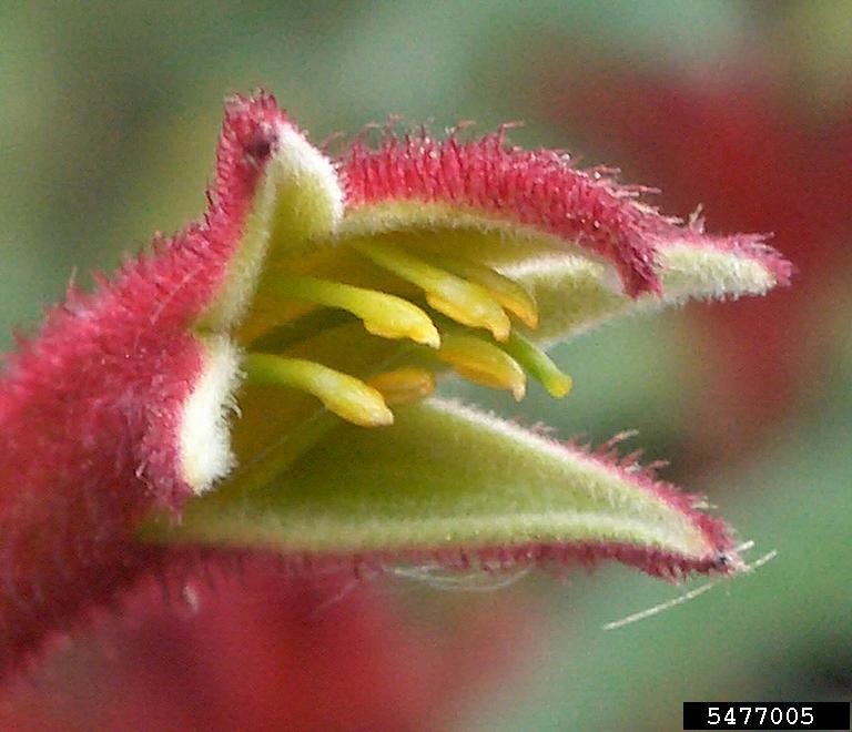 kangaroo paw (Genus Anigozanthos)