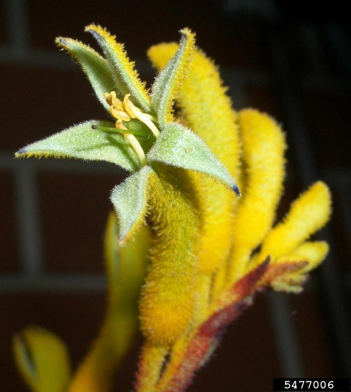 kangaroo paw (Genus Anigozanthos)