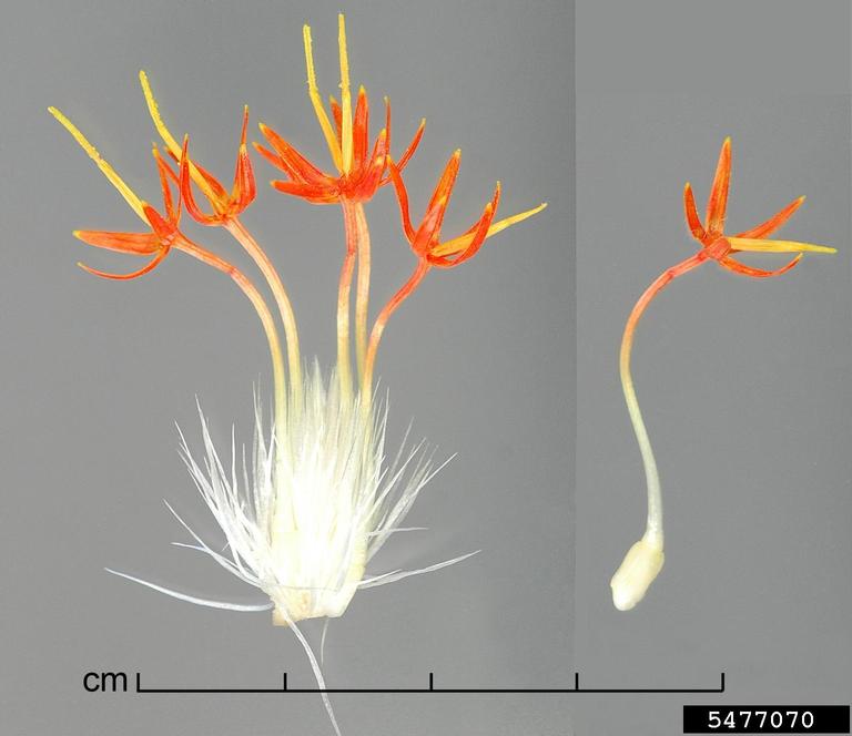 safflower (Carthamus tinctorius L.)