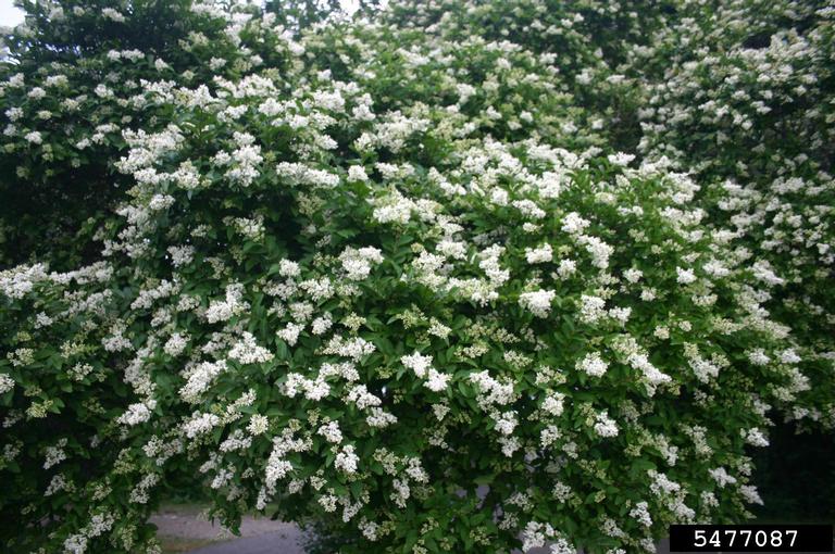 privet, Ligustrum spp. (Scrophulariales: Oleaceae) - 5477087