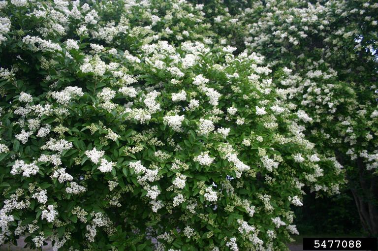 privet (Genus Ligustrum L.)