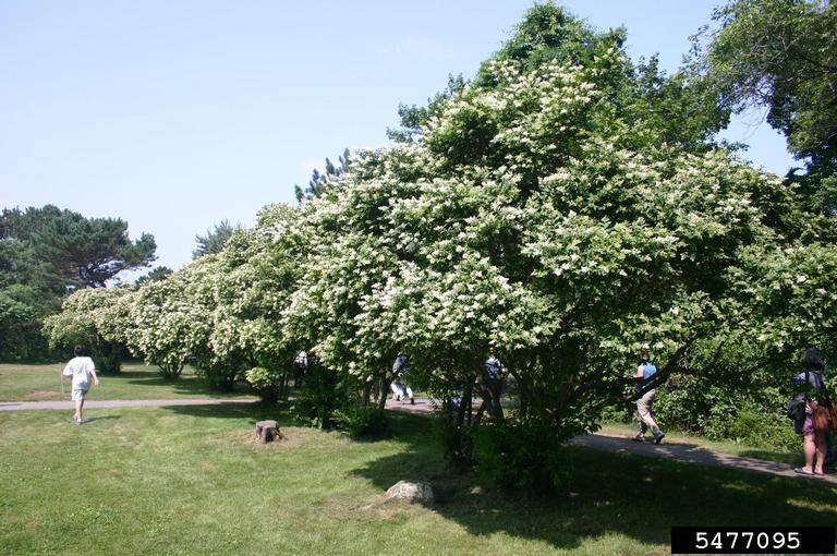 privet (Genus Ligustrum L.)