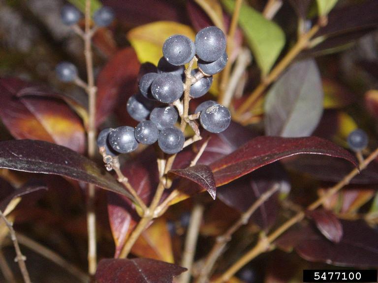 privet (Genus Ligustrum L.)
