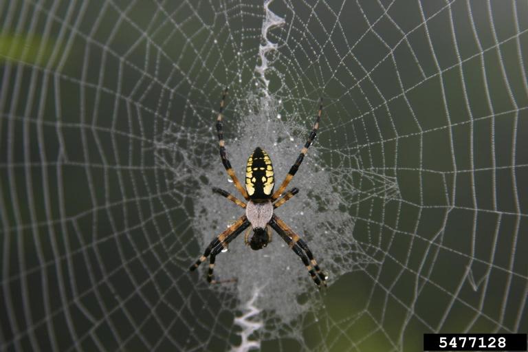 yellow garden spider (Argiope aurantia Lucas)