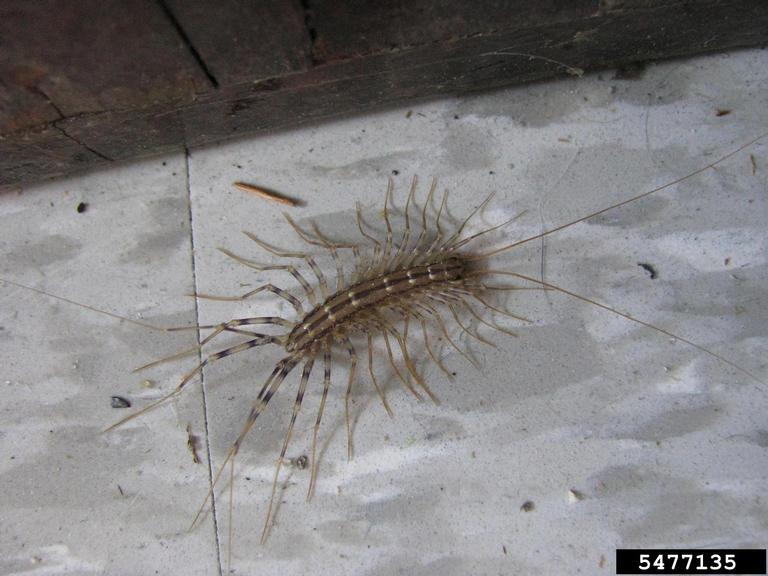 house centipede (Scutigera coleoptrata)