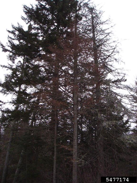 balsam woolly adelgid (Adelges piceae (Ratzeburg, 1844))