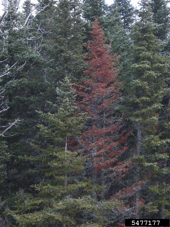 balsam woolly adelgid (Adelges piceae (Ratzeburg, 1844))
