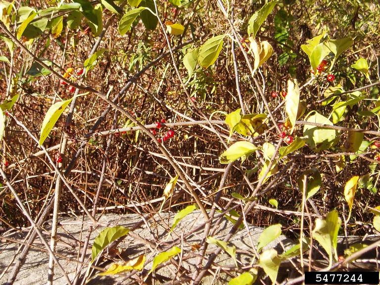 American bittersweet (Celastrus scandens L.)