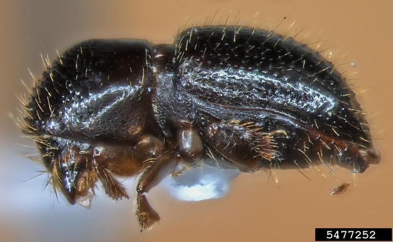 polyphagous shot hole borer (Euwallacea fornicatus (Eichhoff, 1868))