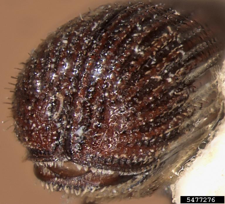 bark beetle (Cnesinus strigicollis)