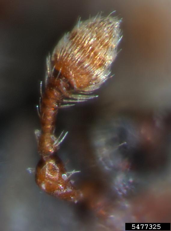 clover root borer (Hylastinus obscurus (Marsham, 1803))