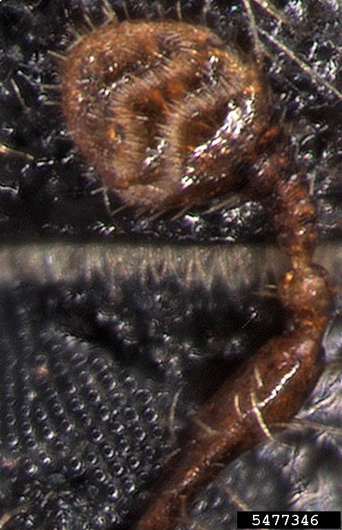 pine engraver (Ips pini (Say, 1826))