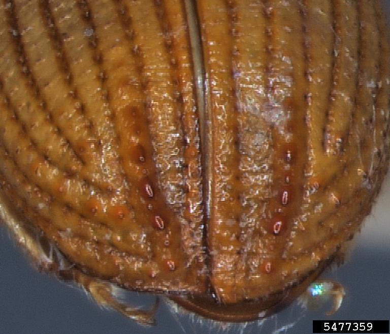 redwood bark beetle (Phloeosinus sequoiae)