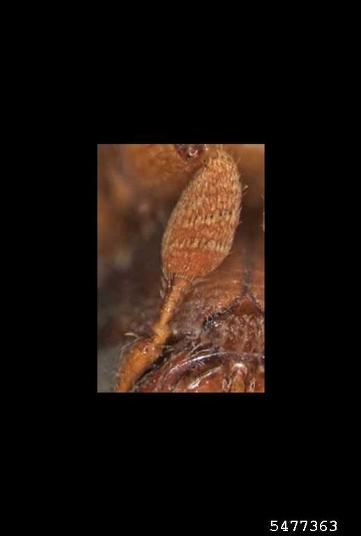 redwood bark beetle (Phloeosinus sequoiae)