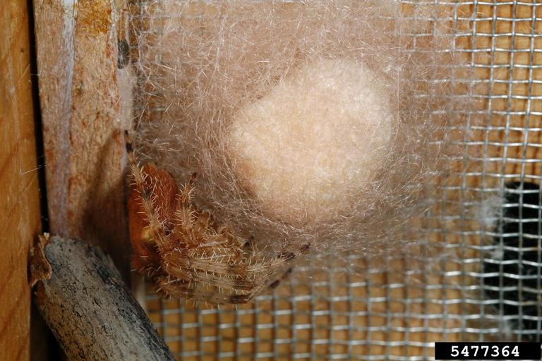 cat-faced spider (Araneus gemmoides)