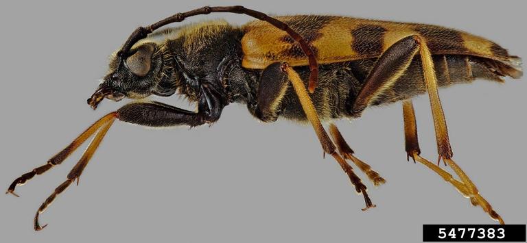 flower longhorn (Xestoleptura tibialis (LeConte, 1850))