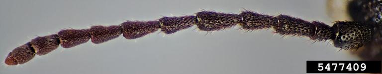 black spruce borer (Asemum striatum (Linnaeus, 1758))