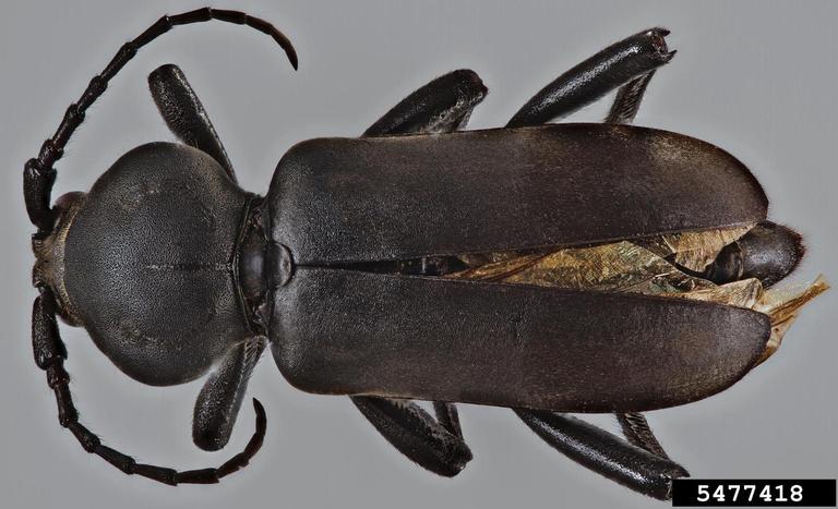 long-horned beetle (Calloides lorquinii (Buquet, 1859))