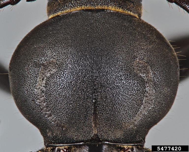 long-horned beetle (Calloides lorquinii (Buquet, 1859))