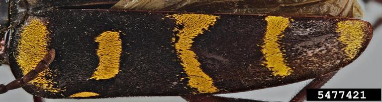 long-horned beetle (Calloides nobilis)