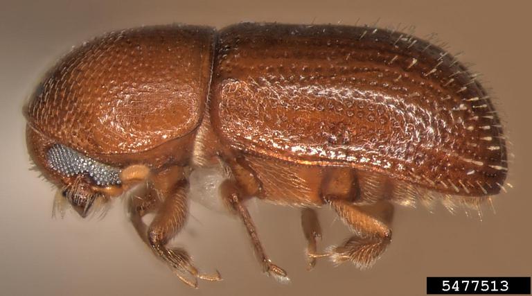 bark beetle (Araptus hymenaeae (Eichhoff, 1933))