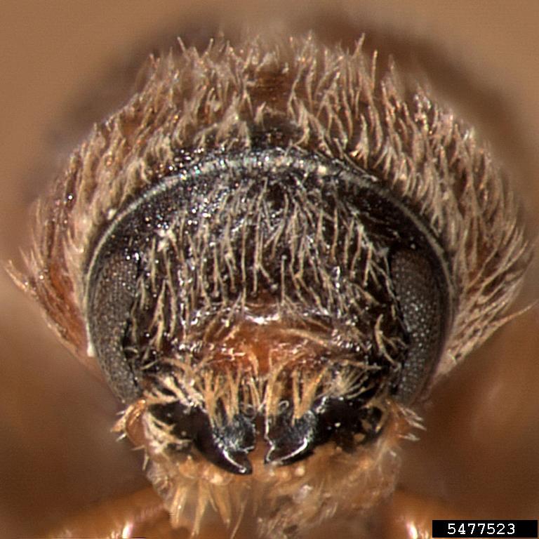 bark beetle (Carphobius arizonicus Blackman, 1943)