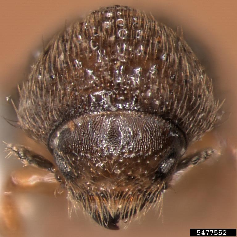 bark beetle (Cryphalus ruficollis Hopkins, 1915)