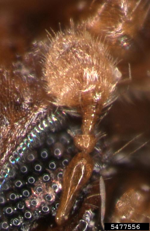 bark beetle (Cryptocarenus seriatus)