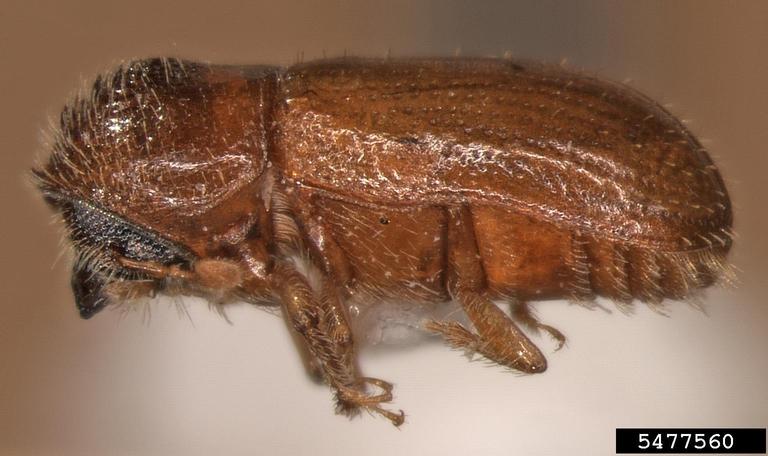 bark beetle (Cryptocarenus seriatus Eggers, 1933)