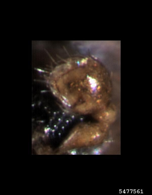 bark beetle (Crypturgus alutaceus)