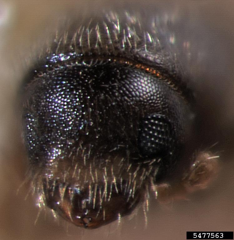 bark beetle (Crypturgus alutaceus Schwarz, 1894)