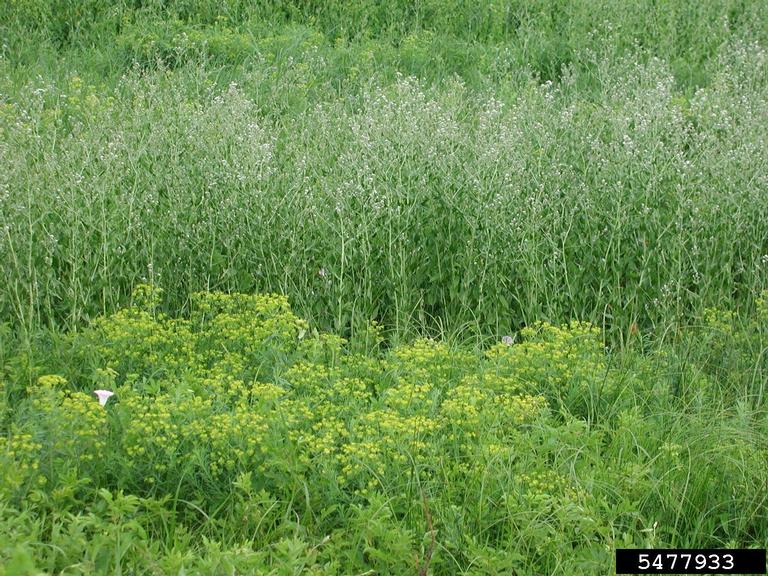 perennial pepperweed (Lepidium latifolium L.)
