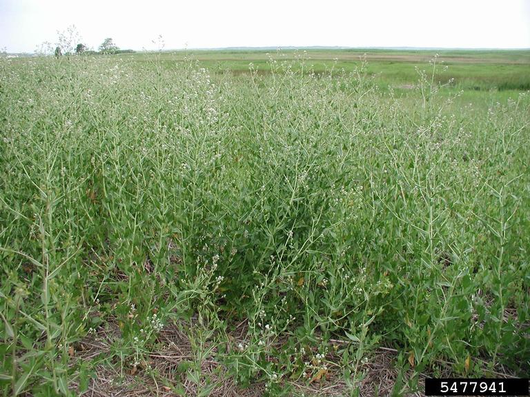 perennial pepperweed (Lepidium latifolium L.)