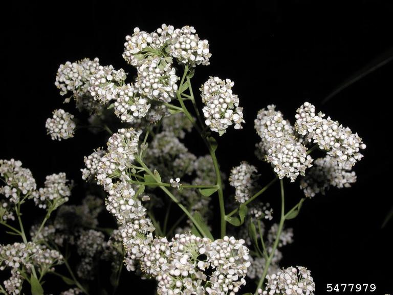 perennial pepperweed (Lepidium latifolium L.)