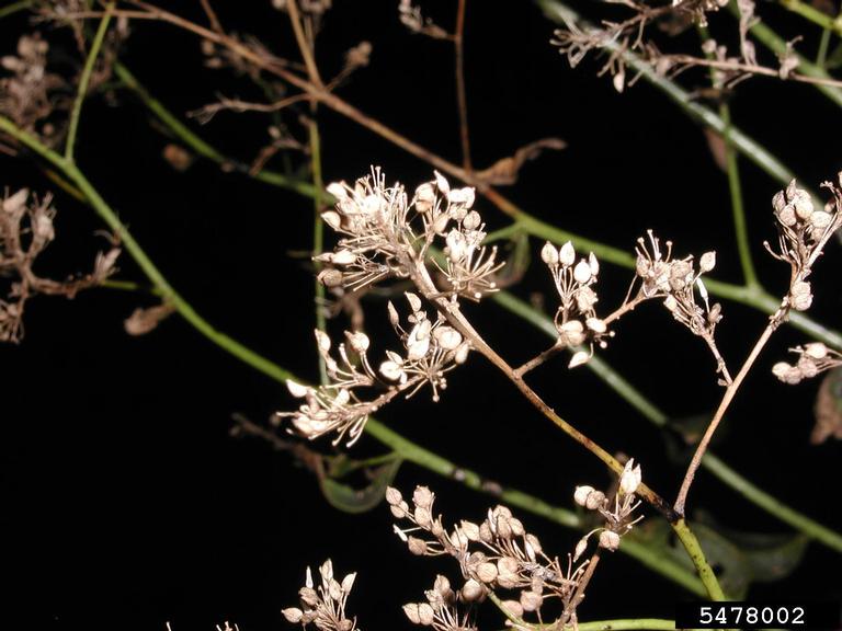perennial pepperweed (Lepidium latifolium L.)