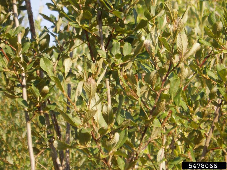 large gray willow (Salix cinerea L.)