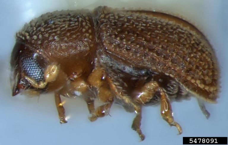 bark beetle (Liparthrum squamosum (Blackman, 1920))